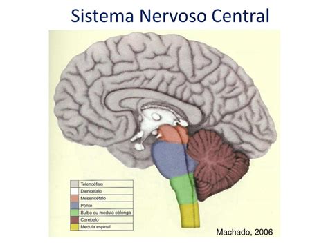 Sistema Nervoso Central Esquema Anatomia I