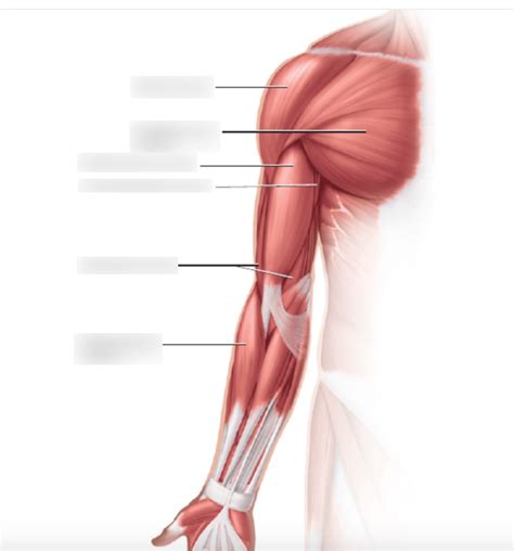 Skeletal Muscles Acting On The Arm Anterior Diagram Quizlet