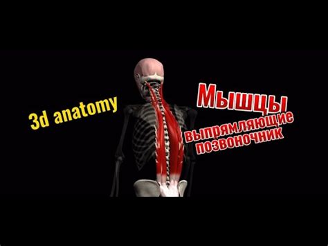 Мышцы выпрямляющие позвоночник 3d anatomy MUSCLE MOTION YouTube