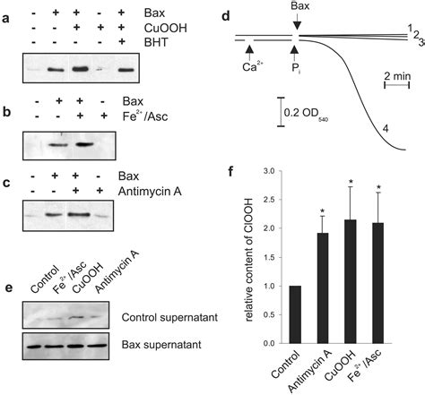 Cytochrome C Release From Mitochondria Proceeds By A Two Step Process