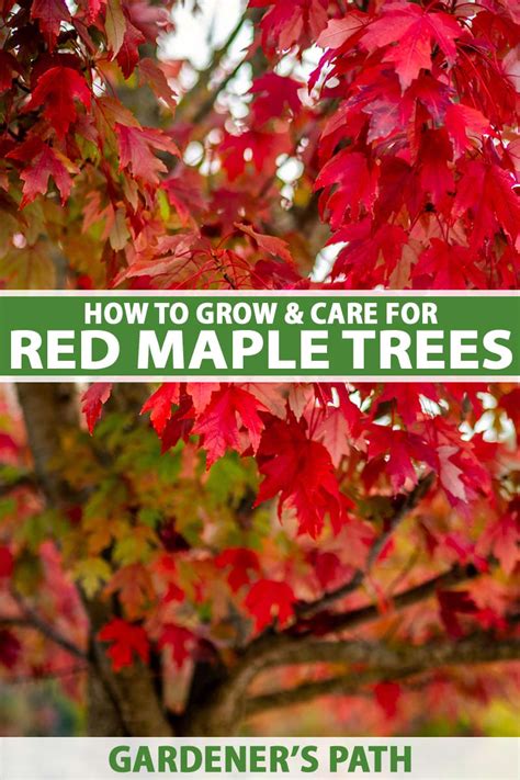 How To Grow And Care For Red Maple Trees Gardeners Path