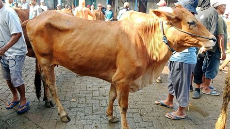 10 Juta Nego Sapi Babon Indukan Pegon Produktif Harga Indukan