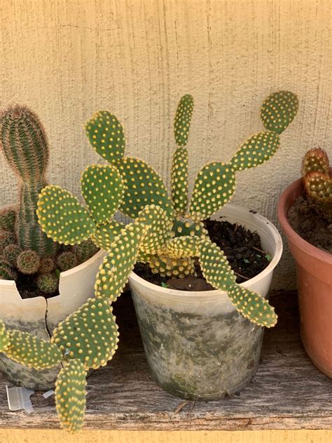 Tipos De Cactos 70 Arranjos Lindos Para Cultivar Em Casa Cactos