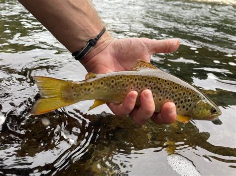 Comment Pêcher La Truite à La Teigne Blog Leurre De La Pêche