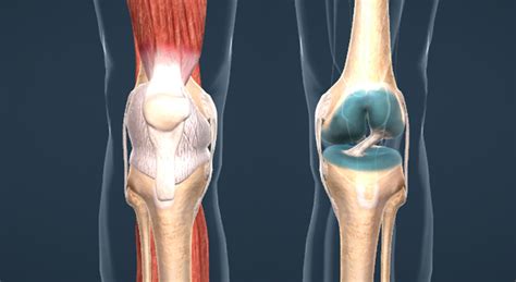 Anatomia De Rodilla