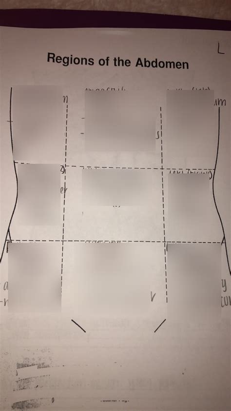 Regions Of Abdomen Diagram Quizlet