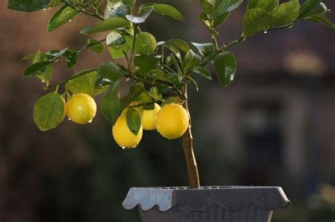 Comment faire pousser un citronnier en pot à partir de graines