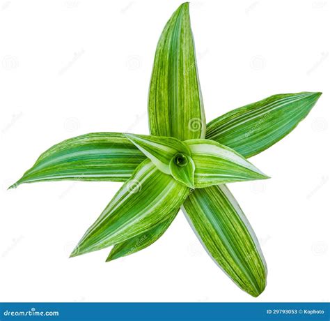 Planta Verde Del Follaje En El Fondo Blanco Imagen De Archivo Imagen