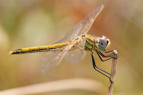 Insectos voladores características clasificación y tipos