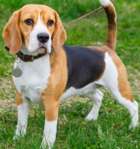 Cuántos años vive un Beagle Vimar Alfambra