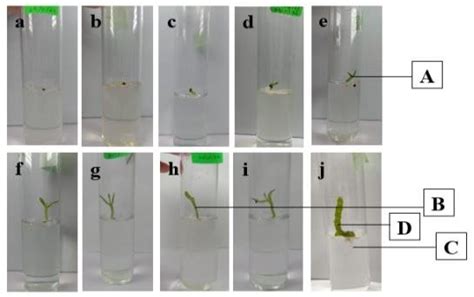 The Observation Of Seed Germination With Pgrs And Basal Media In