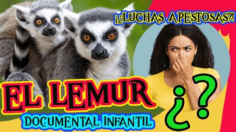 EL LÉMUR Videos educativos para niños Los animales MADAGASCAR