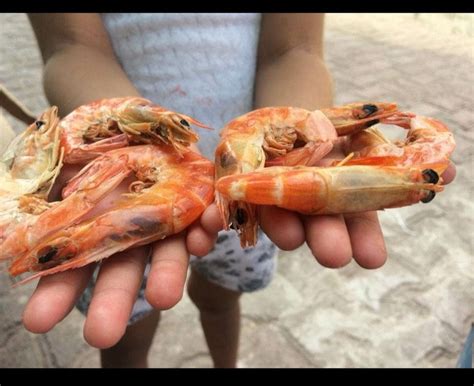1 Kg De Camarón Seco Extragrande De Granja Mercado Libre