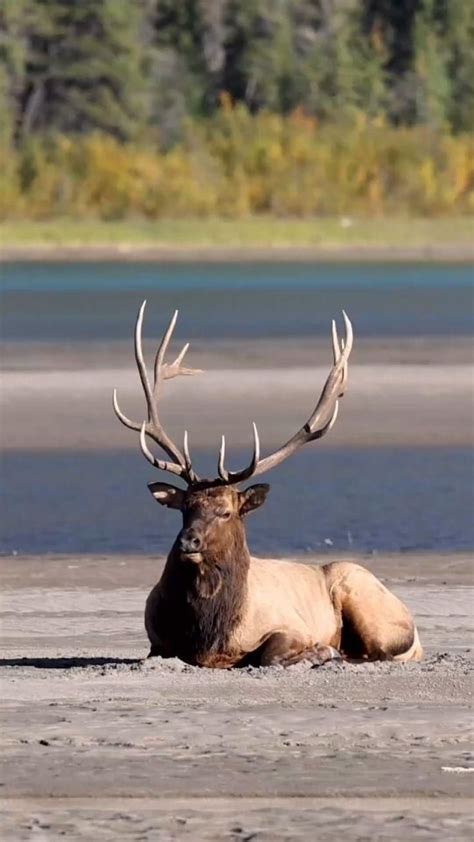 Pin On Absolutely Gorgeous Video In 2024 Bull Elk Wildlife