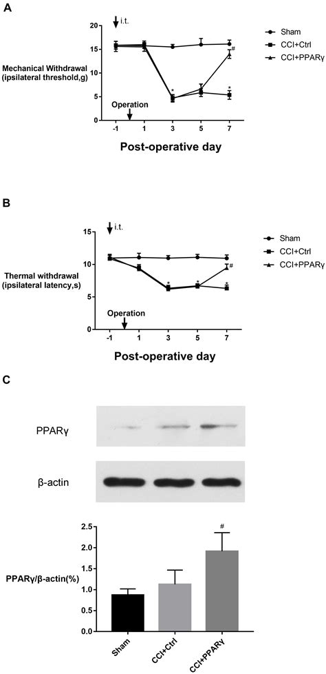 Frontiers PPAR γ Prevents Neuropathic Pain by Down Regulating CX3CR1