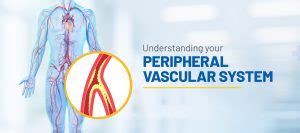 Peripheral Vascular System Add More To Life Meril