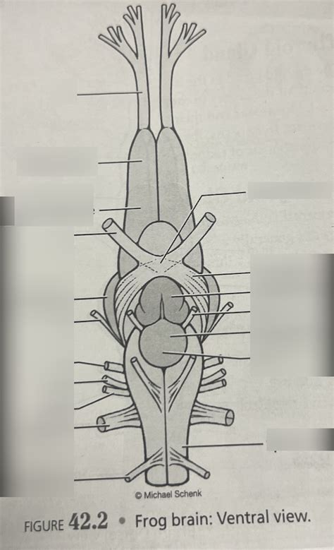 Frog Brain Ventral View Diagram Quizlet
