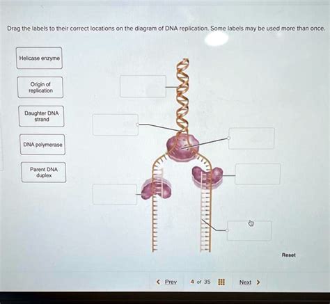 SOLVED Drag The Labels To Their Correct Locations On The Diagram Of