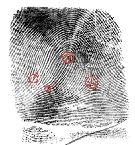 using minutiae to match fingerprints can be accurate