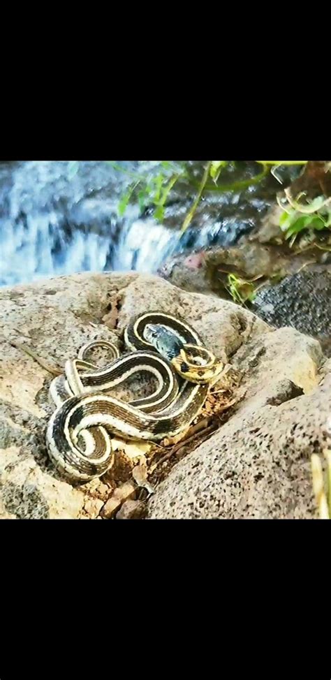 Black Necked Garter Snake From Gto M Xico On December