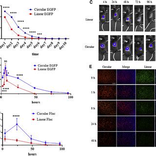 Intratumoral Administration Of Naked Cmrna Directed Protein Expression