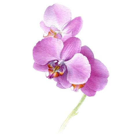 Vector acuarela dibujada a mano de flor de orquídea Vector Premium