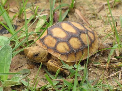 Summer Wildlife Happenings UF IFAS Extension Marion County