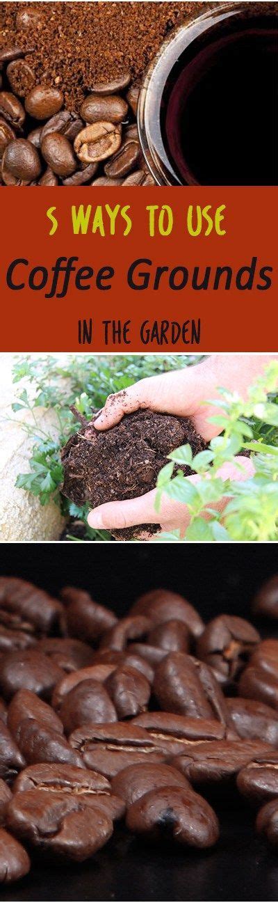 5 Ways To Use Coffee Grounds In The Garden Garden Likes