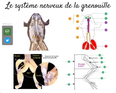 Dissection Cuisse Grenouille Nerf Sciatique
