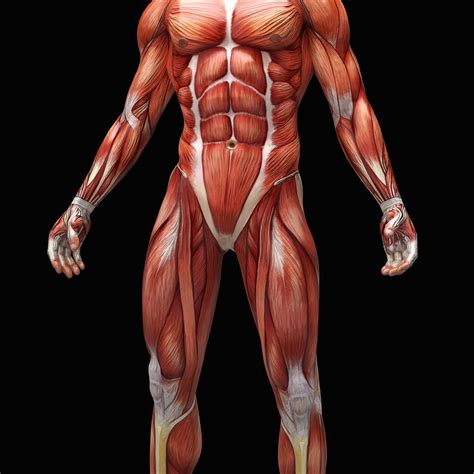 Anatomy Of Human Muscles Images And Photos Finder DaftSex HD