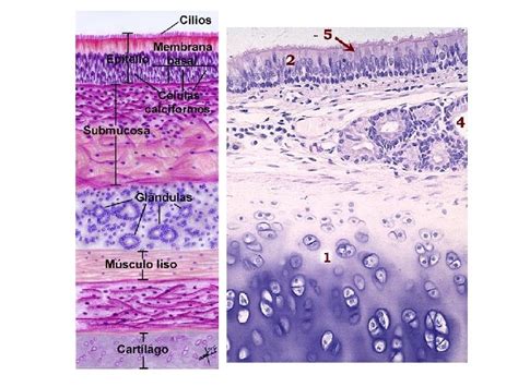 Histologa Del Aparato Respiratorio Rganos Que Forman El