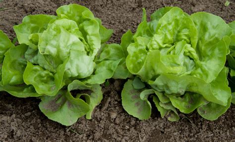 Chlorophylle D Finition Caract Ristiques Et Bienfaits Pagesjaunes