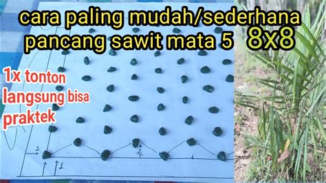 Cara Mudah Pancang Sawit Mata 5 Dengan Ukuran 8x8 YouTube