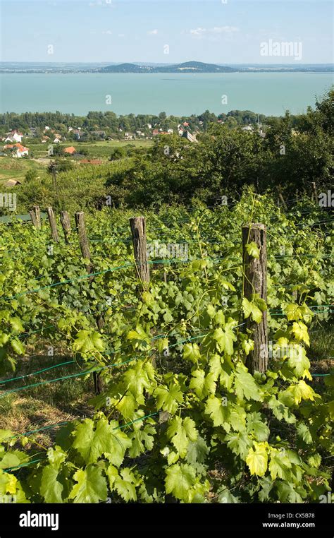 Elk V Ungarn Plattensee Weinberge Auf Den H Geln Rund Um Den