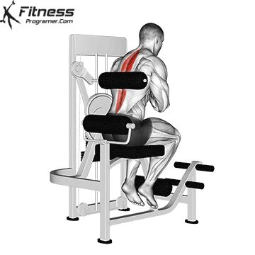 Erector Spinae Exercises