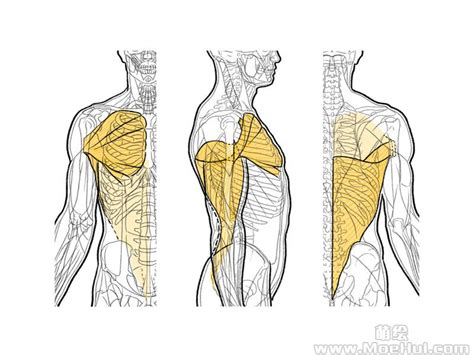 会员 伊豆の美術解剖学者 kato anatomy加藤公太 推特图片包 1722P 萌绘