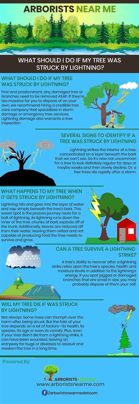 What Should I Do IF My Tree Was Struck By Lightning Tree Specialist
