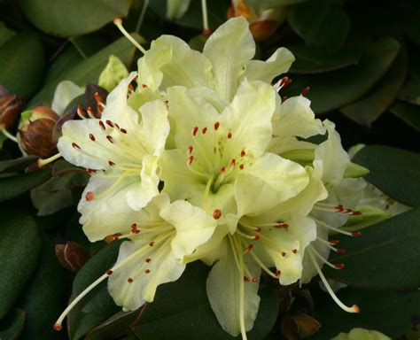 Rhododendron Dwarf Shamrock 3 Litre Stewarts Garden Centre