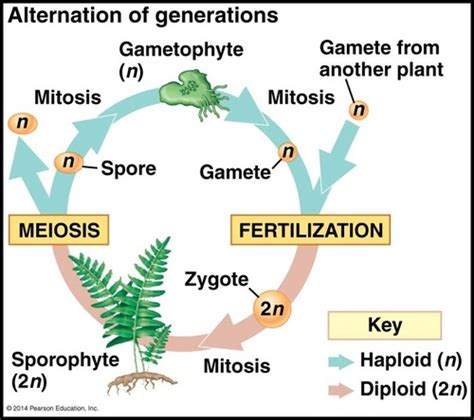 Plant Taxonomy BIOL 452 Possible Exam Two Questions Flashcards