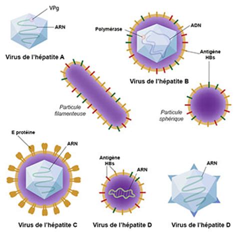 Hépatites virales symptômes traitement définition docteurclic
