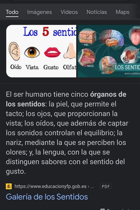 Describe los órganos de los sentidos las areas del cerebro y los