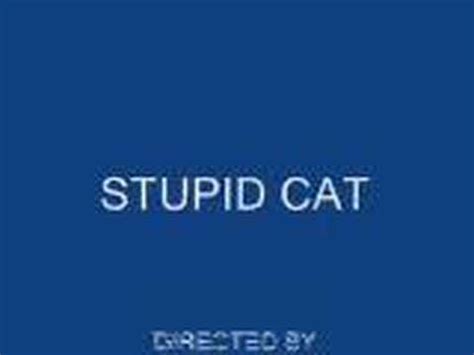 Stupid Cat Running Into Wall Youtube