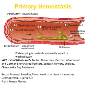 Surgical Bleeding And Haemostasis Flashcards Quizlet
