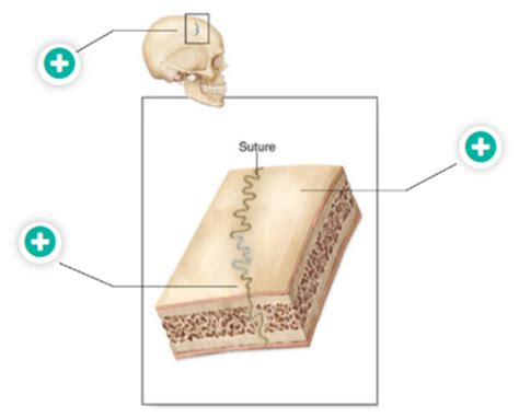 Week Joint Structure And Function Flashcards Quizlet