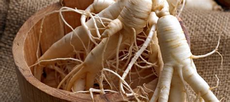 GINSENG propriétés posologie contre indications et effets secondaires