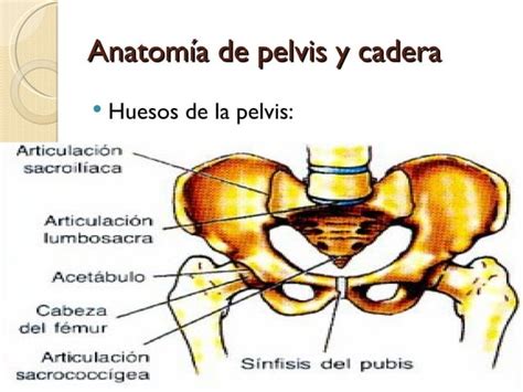 Semiología de pelvis y cadera PPT Descarga Gratuita