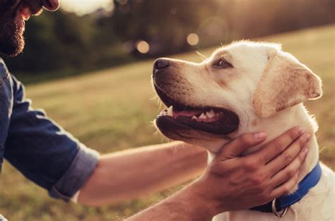 BARF Menüs mit Rindergulasch für dicke Hunde kaufen TACKENBERG seit 1974