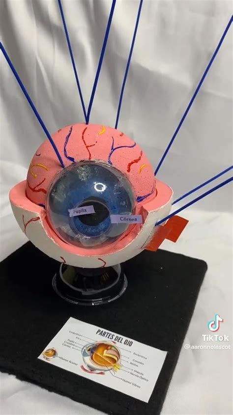 Maqueta Cerebro Humano Como Hacer Un Cerebro Maquetas Cerebro