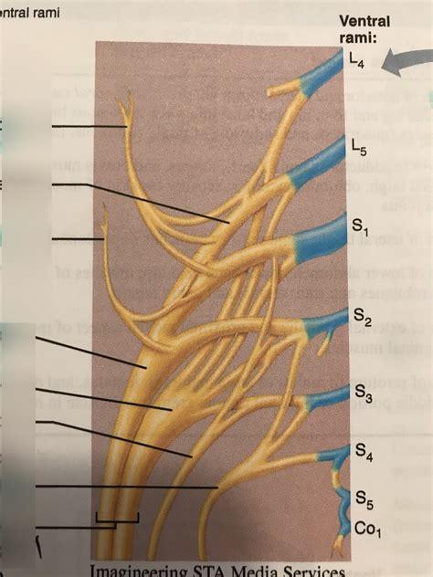 Sacral Plexus Diagram Quizlet