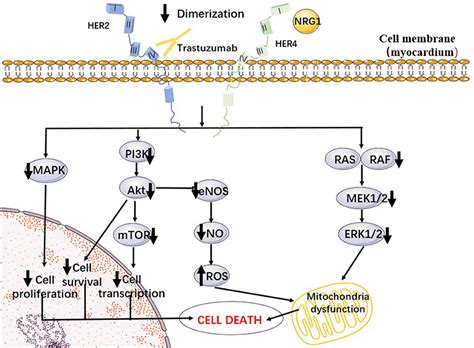Frontiers The Research Progress Of Trastuzumab Induced Cardiotoxicity
